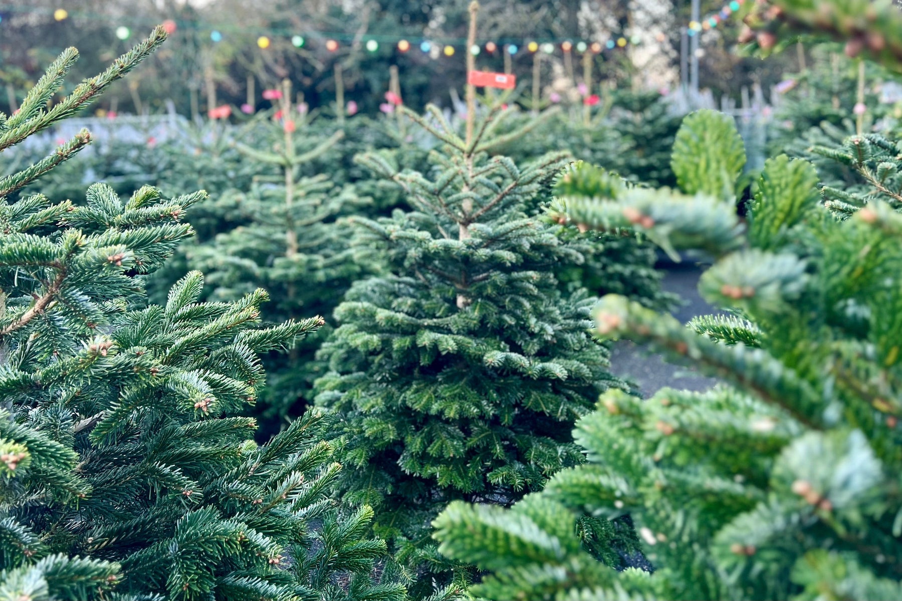 Manor Christmas Trees @ The Haycock | Formerly Peterborough Xmas Trees ...