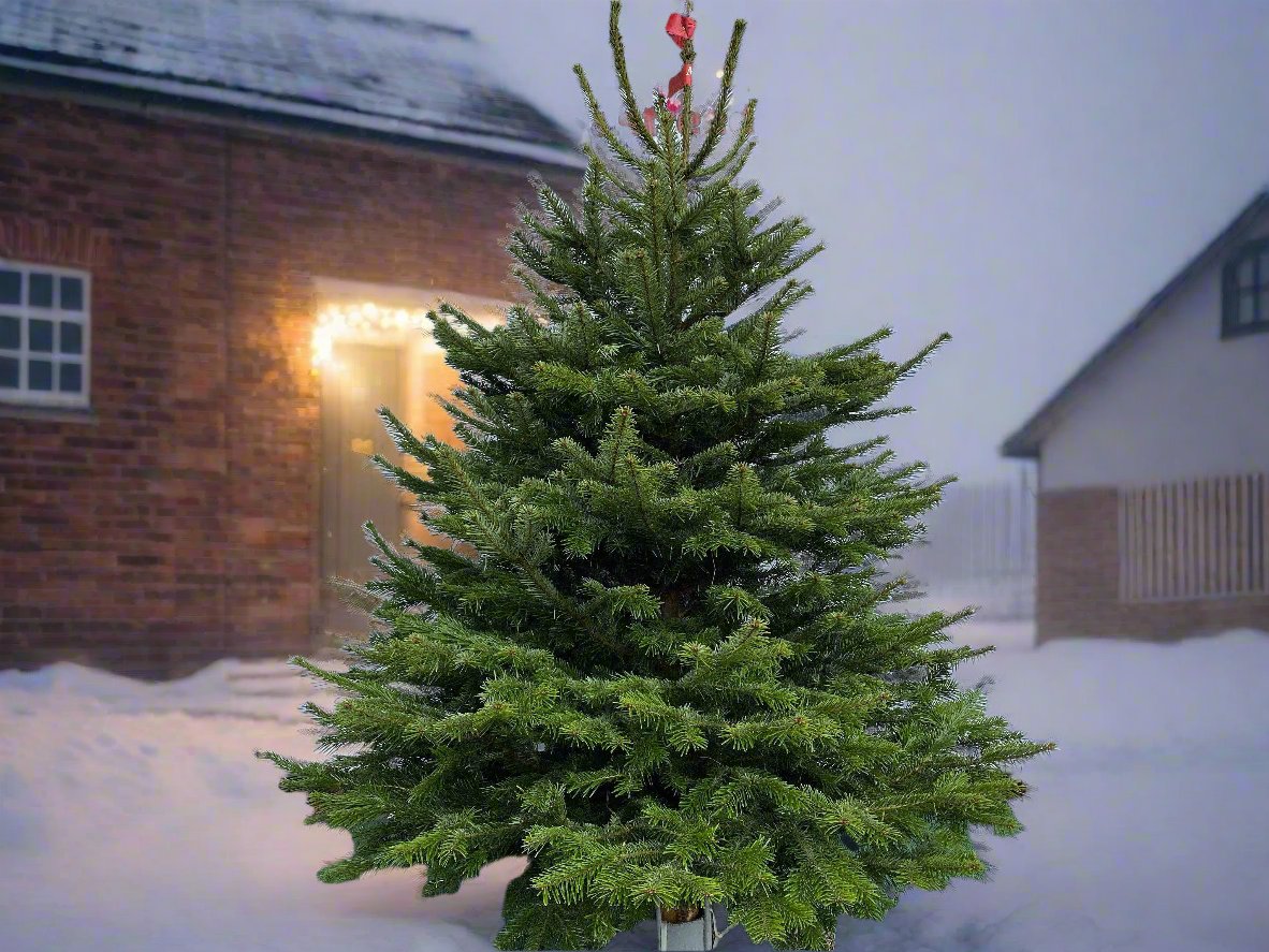 Premium Nordmann Fir Christmas Trees – The Finest Grade Available ...