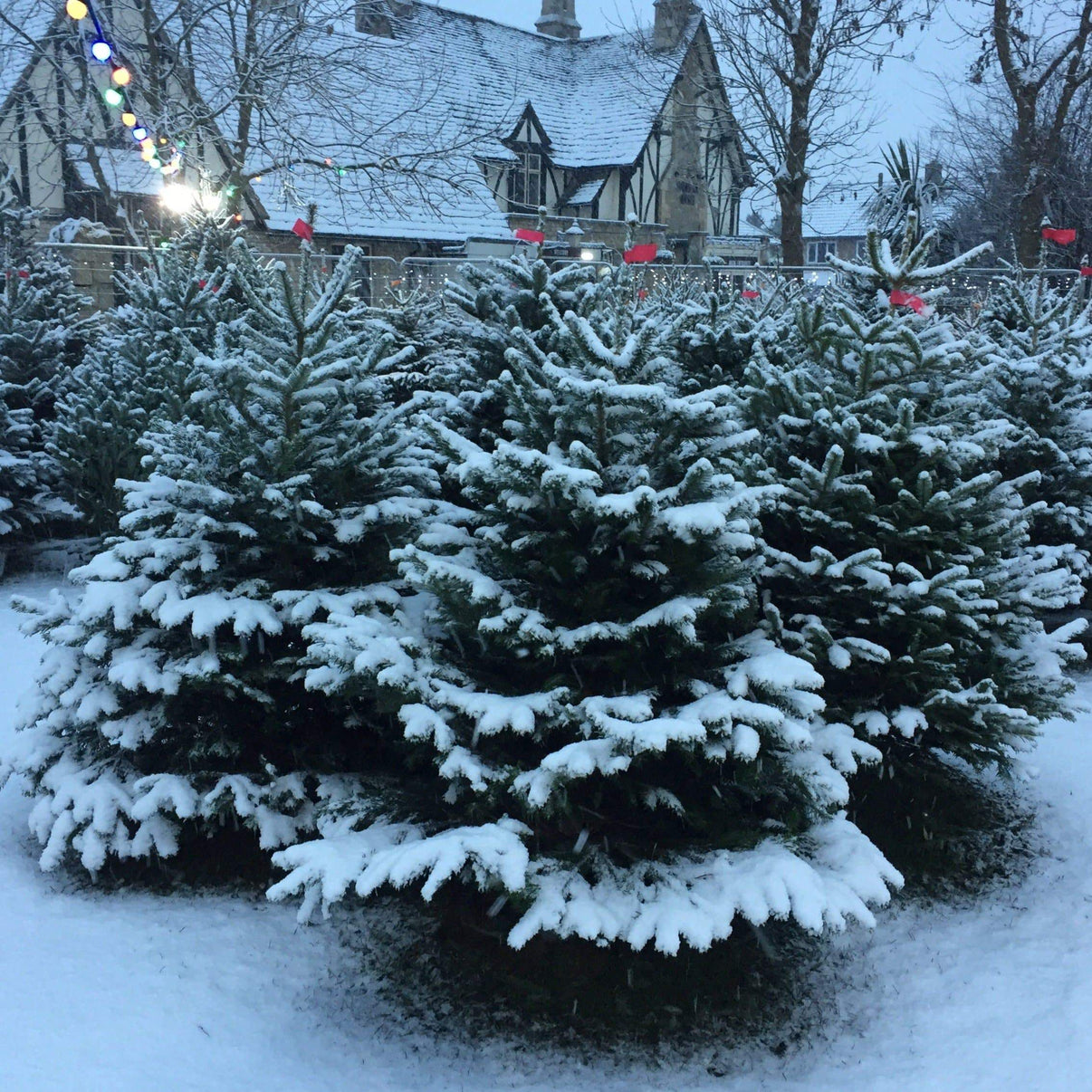 Premium Nordmann Fir Christmas Trees – The Finest Grade Available ...