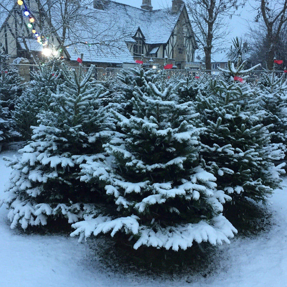 Premium Nordmann Fir Christmas Trees – The Finest Grade Available ...